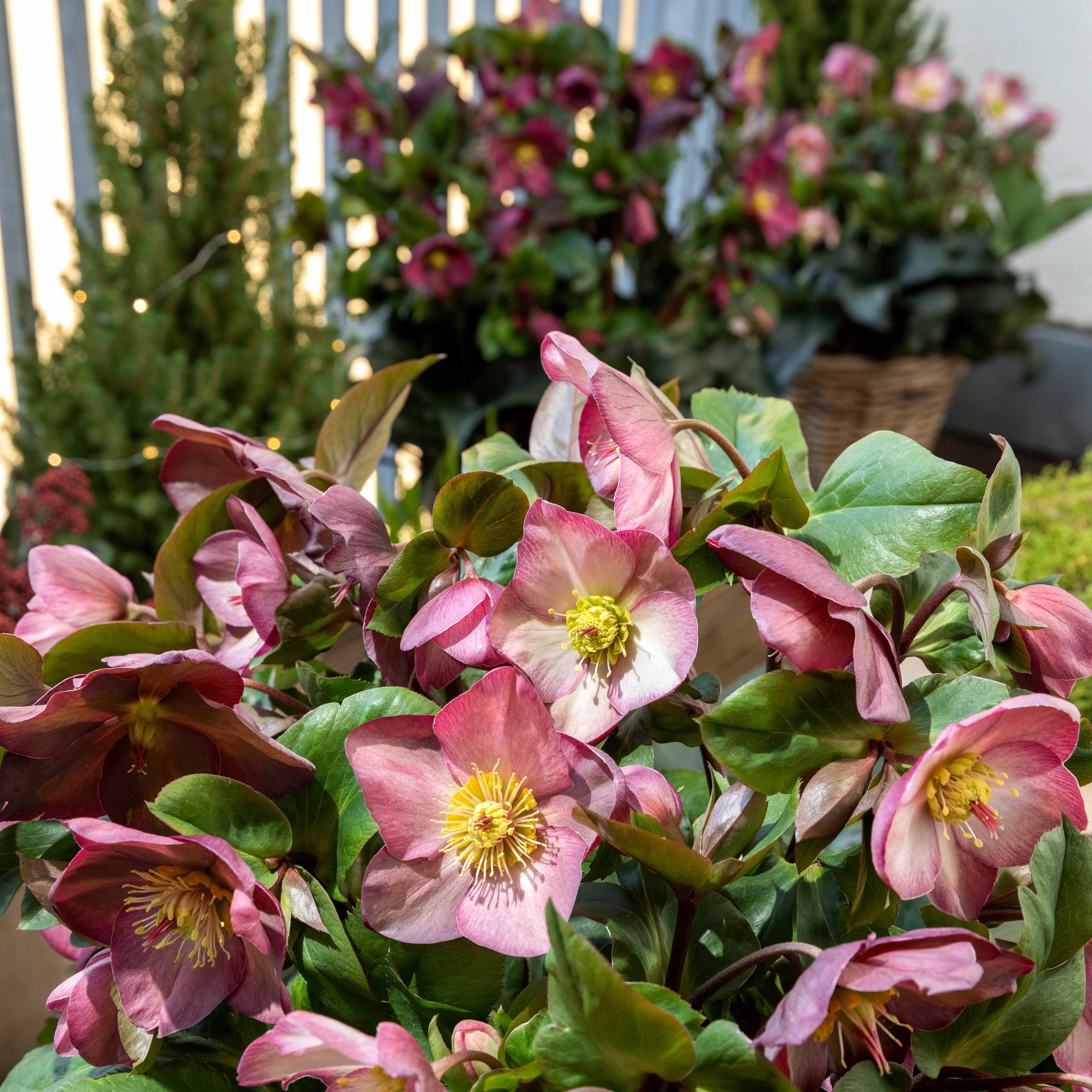 Snow Roses on the balcony - Helleborus