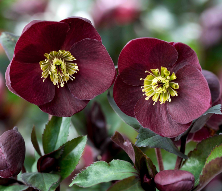Ice N Roses - Helleborus